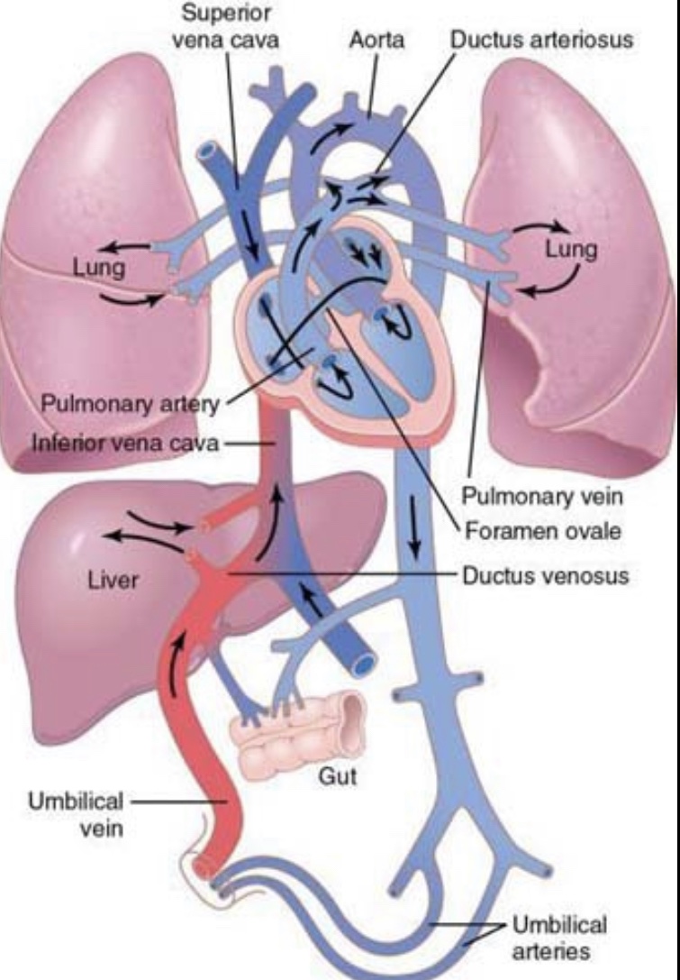 Fetal and Neonatal Circulation – Physiology Notes